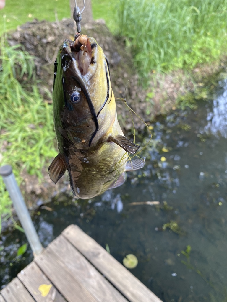 Black Bullhead from Ash St, Shoreview, MN, US on June 6, 2020 at 03:49 ...