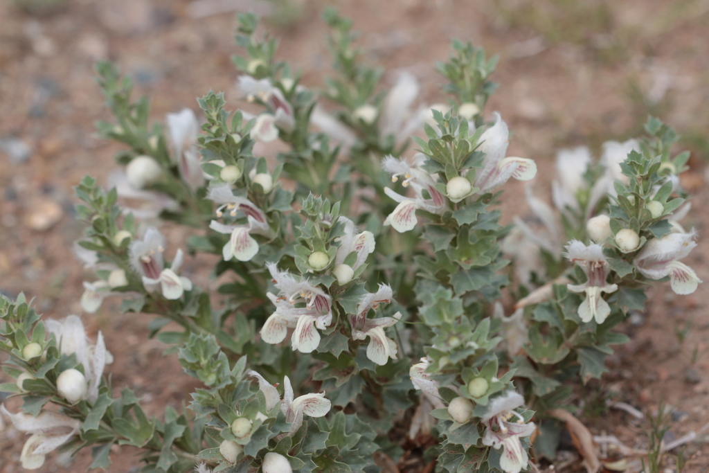 Lagochilus ilicifolius from Khanbogd, Mongolia on June 14, 2016 by ...