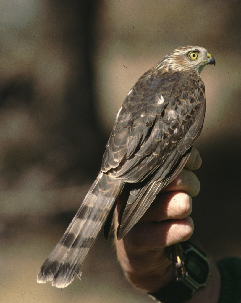 Sharp-shinned Hawk from Rio Grande Nature Center State Park on November ...