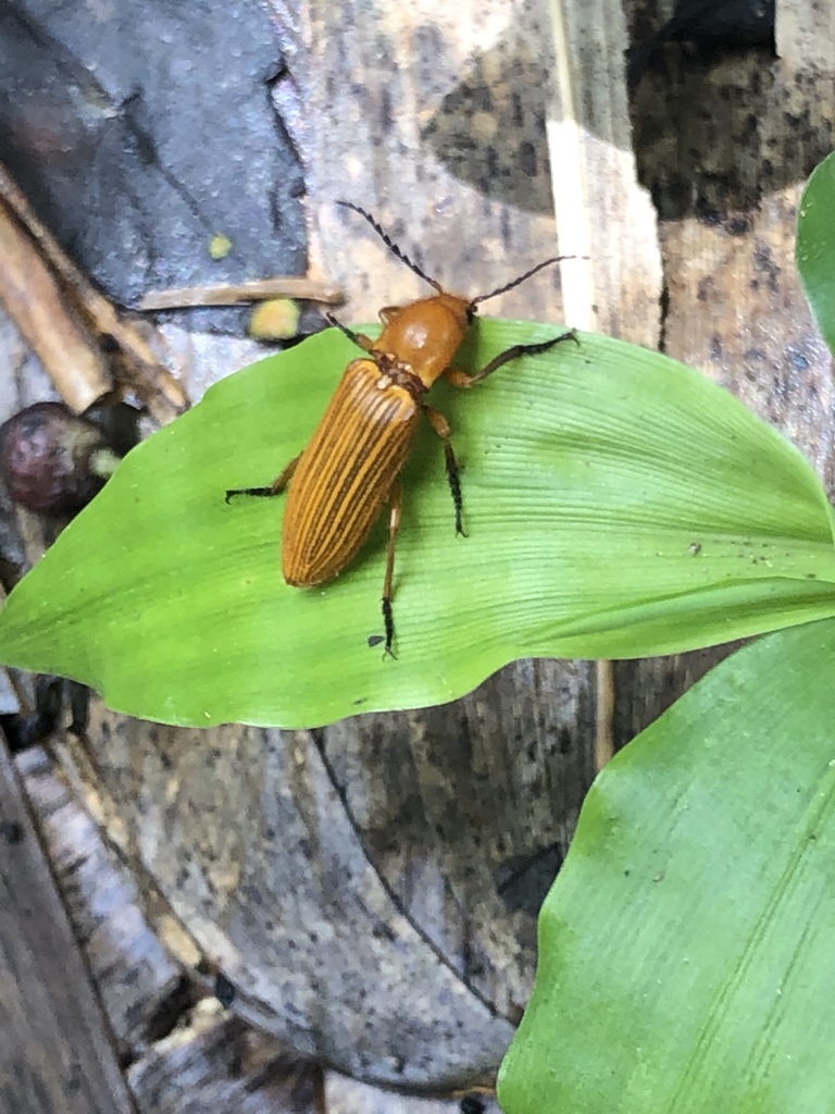 Hemiops flava from 東山區, TW on May 31, 2020 at 10:46 AM by 彭曼筠 · iNaturalist