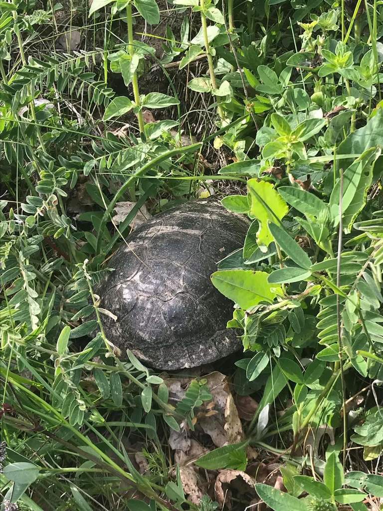 European Pond Turtle in June 2020 by Inga Banytė · iNaturalist