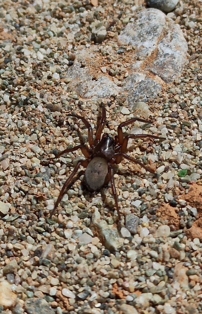 Ground Spiders from Anavissos 190 13, Greece by Jim M · iNaturalist