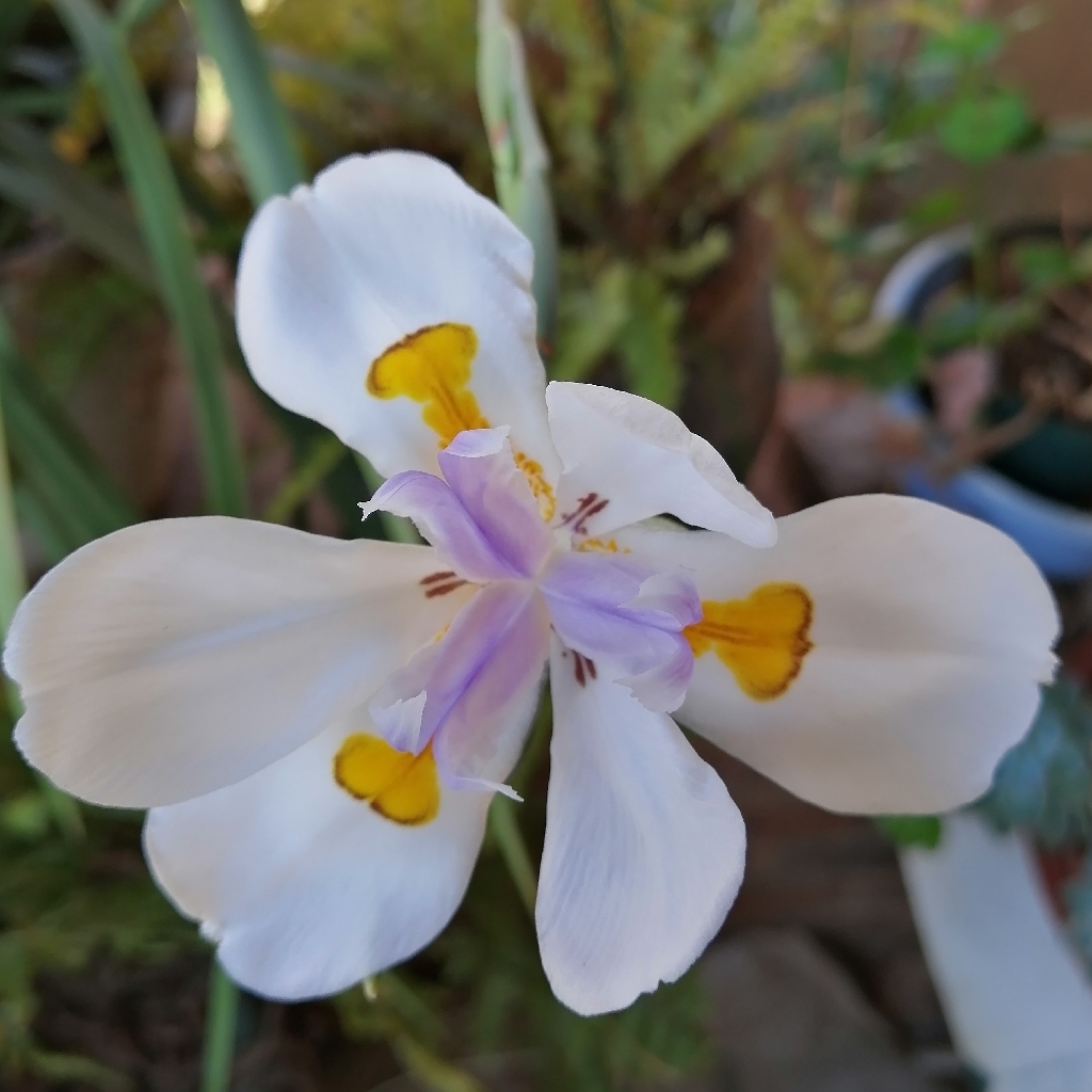 Fortnight Lilies from Pretoria Rural, South Africa on June 7, 2020 at ...
