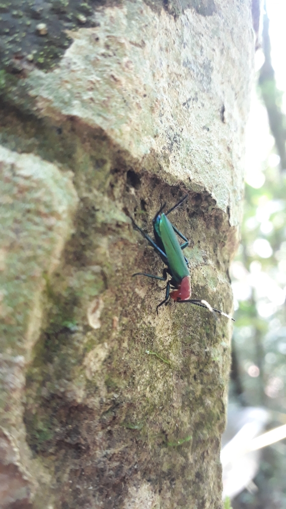 Melyroidea magnifica from San Juan de Muyuna, Ecuador on June 6, 2020 ...