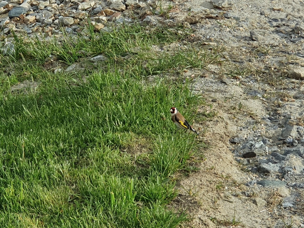 European Goldfinch from Păltiniș 550001, Romania on June 6, 2020 at 06: ...
