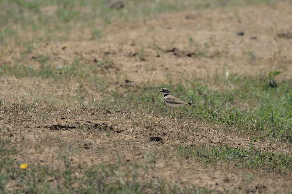 Killdeer from Hemphill County, TX, USA on May 31, 2020 at 03:00 PM by ...