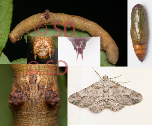 Observations by shuanda · iNaturalist