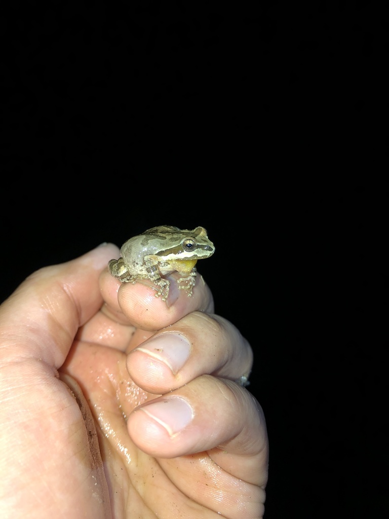 Baja California Tree Frog from Los Padres National Forest, Ojai, CA, US ...