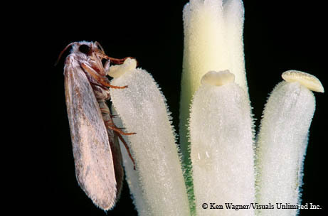 Yucca Moth (Insects Exhibition of the Torrey Pines State Natural ...