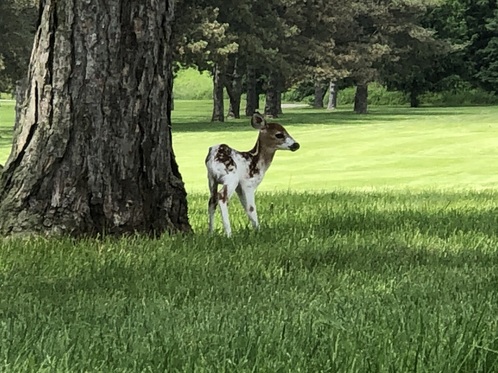 White-tailed Deer from Whirlpool Golf Course, ON, CA on June 06, 2020 ...