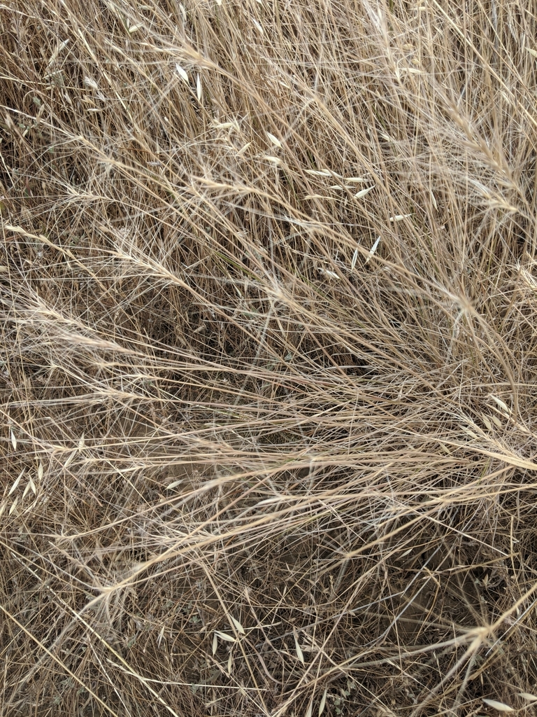 Squirreltail from Livermore, CA 94551, USA on June 7, 2020 at 12:01 PM ...