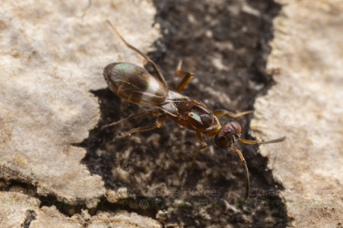 (Anastatus semiflavidus)