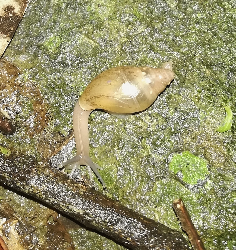 wolf snails from Santa Fe, Panamá on June 05, 2020 at 08:35 PM by Edgar ...