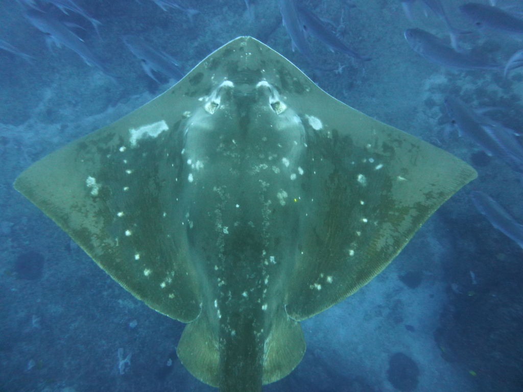 Smalleye Stingray (Megatrygon microps) - Marine Life Identification