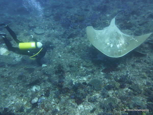 Smalleye Stingray (Megatrygon microps) - Marine Life Identification