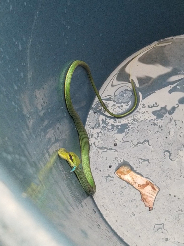 Emerald Snake from San Carlos de Luba, Equatorial Guinea on March 1 ...