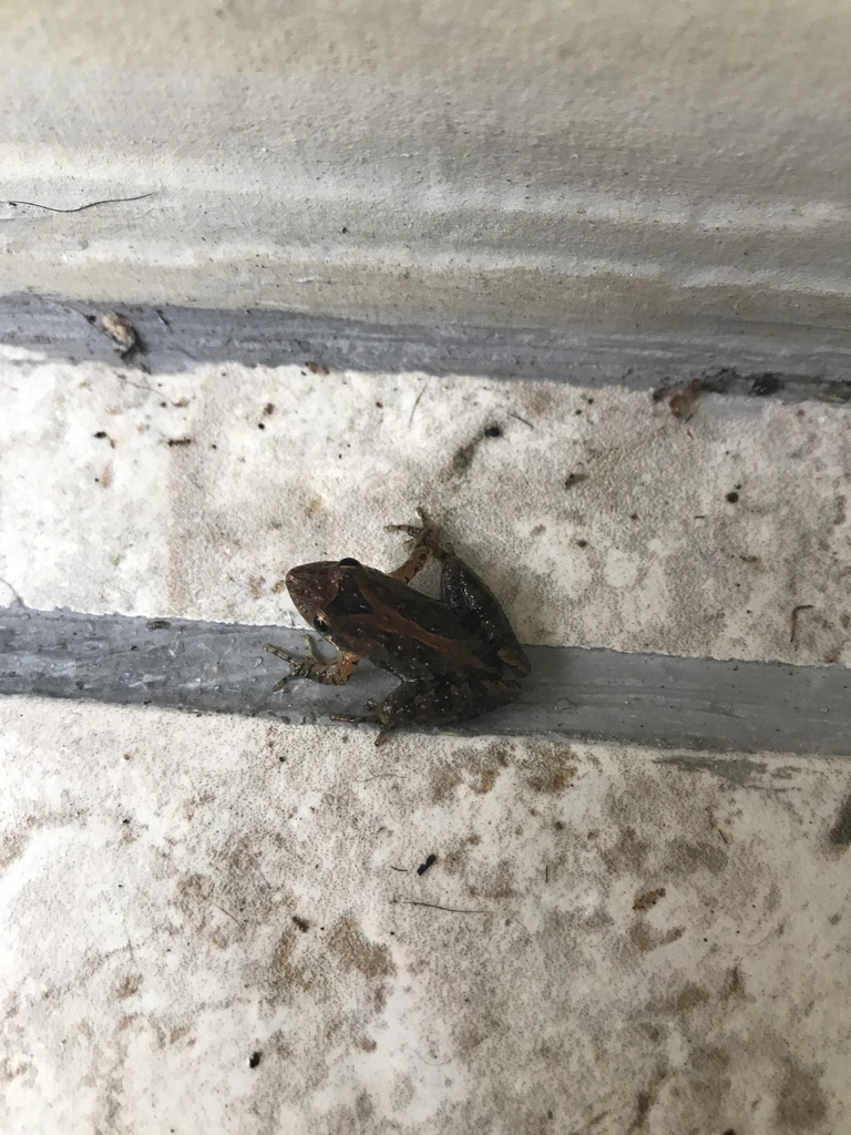 Southern Cricket Frog from Osceola National Forest, Lake City, FL, US ...