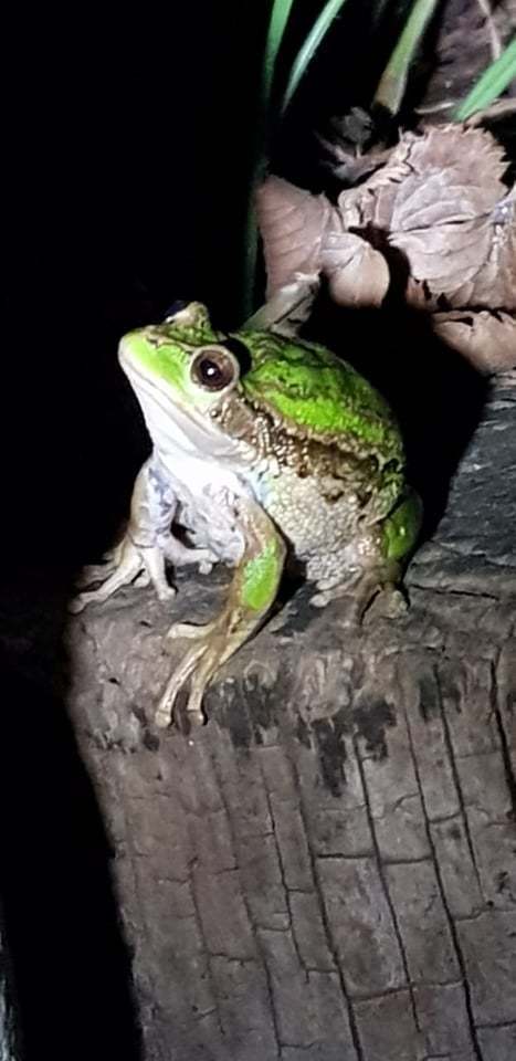 Andean Marsupial Frog in June 2020 by Juan Martín Guzmán. Sapo de gran ...