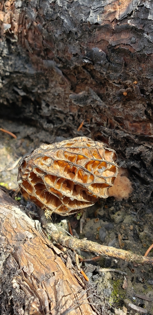true morels from Kenai Peninsula Borough, AK, USA on June 6, 2020 at 12 ...