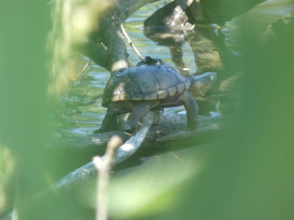 Southeastern Mud Turtle in June 2020 by Romain Clément · iNaturalist
