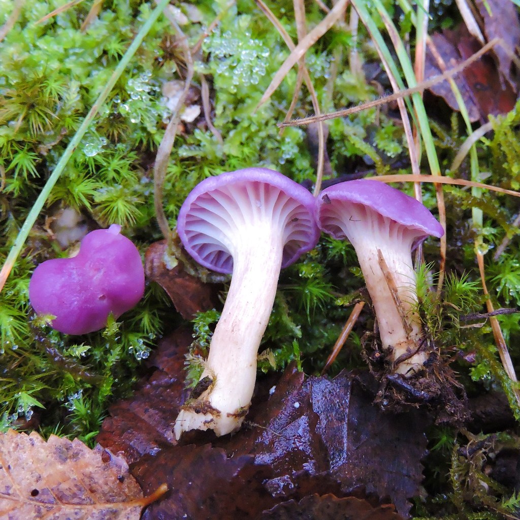 Cuphophyllus adonis from Linares, Maule, Chile on May 24, 2017 at 11:43 ...