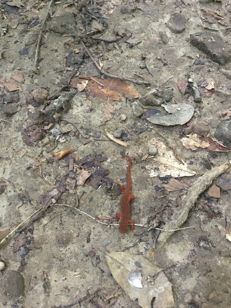 Eastern Newt from William B. Bankhead National Forest, Moulton, AL, US ...