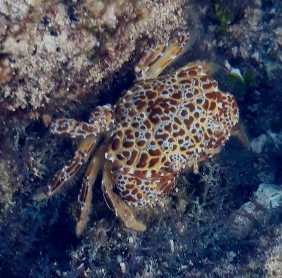 Killer Crab from Upper North Province, Maldives on September 14, 2019 ...