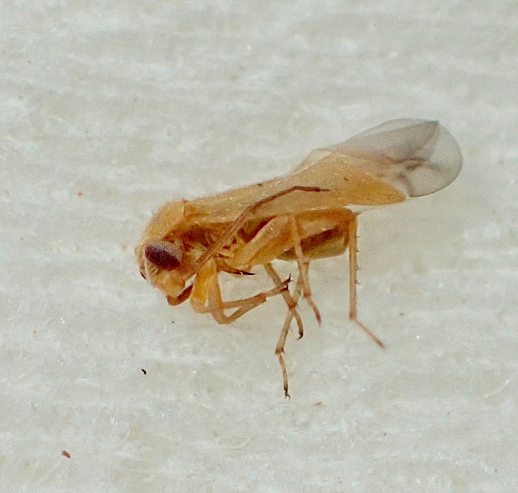 True Bugs from Rawlinna WA 6434, Australia on October 20, 2017 at 08:57 ...