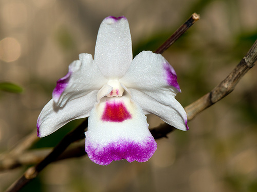 Dendrobium annae · iNaturalist
