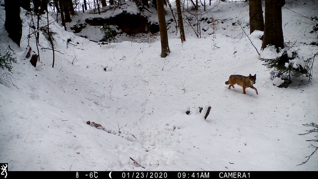 Gray Wolf from Covasna County, Romania on January 23, 2020 at 09:41 AM ...