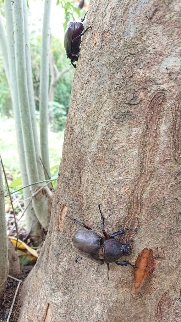 Trypoxylus dichotomus tsunobosonis from 600台灣嘉義市東區王田里 on June 08, 2020 ...