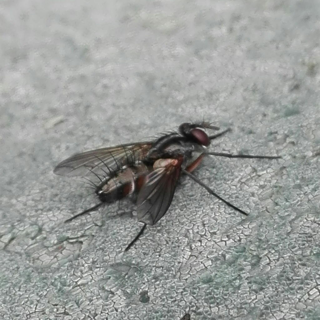 Mintho rufiventris from 85-085 Bydgoszcz, Polska on June 08, 2020 at 02 ...