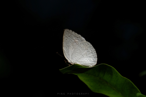 Rounded Sunbeam (Curetis sperthis) · iNaturalist