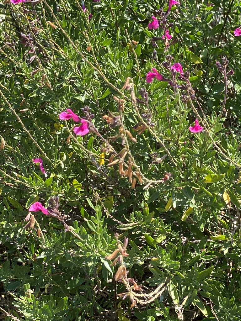 autumn sage from E Long St, Stephenville, TX, US on June 8, 2020 at 10: ...