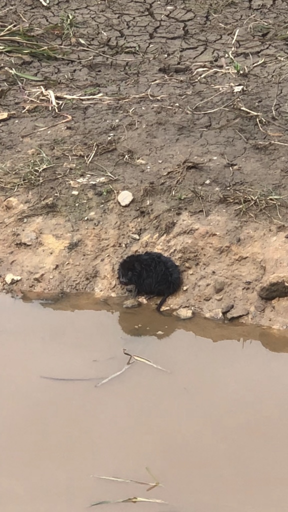European Water Vole from Hogganfield Park, Glasgow, Scotland, GB on ...