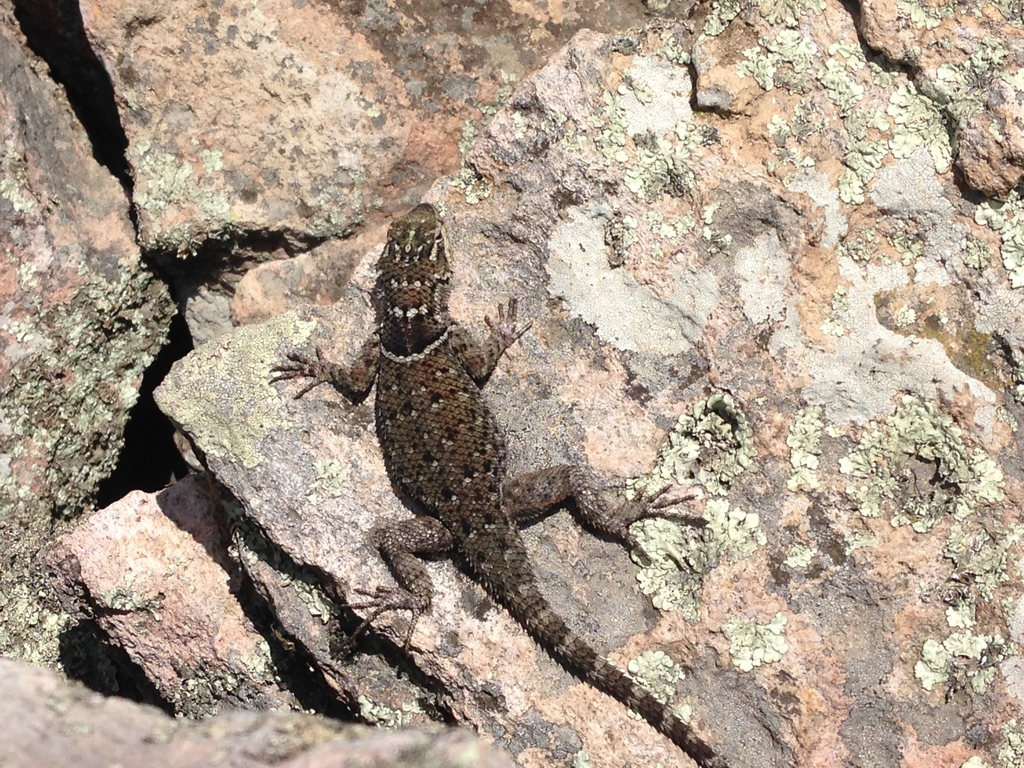 Minor Lizard from San Luis Potosí, S.L.P., México on June 7, 2020 at 12 ...
