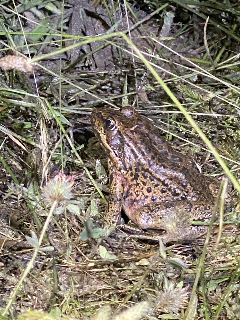California Red-legged Frog on June 01, 2020 at 10:19 PM by sjw384 ...