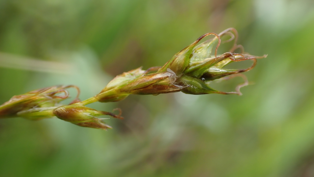 dry land sedge from Nisku, AB, Canada on June 7, 2020 at 04:44 PM by ...