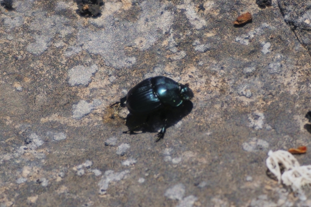 Burrowing Dung Beetles from Zaragoza, S.L.P., México on May 30, 2020 at ...