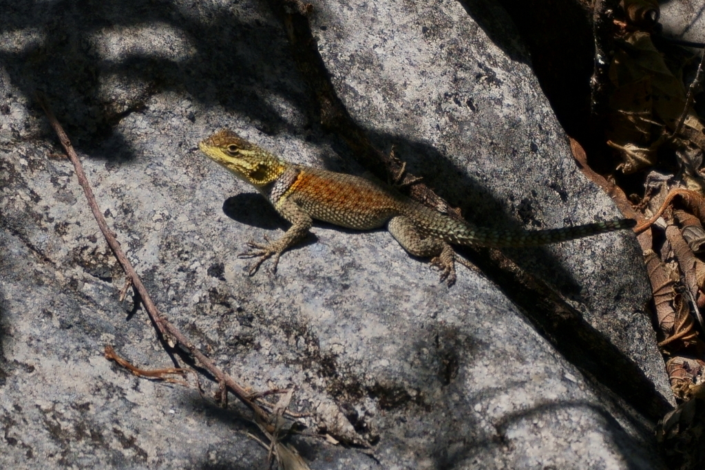 Minor Lizard from Zaragoza, S.L.P., México on May 30, 2020 at 08:27 PM ...