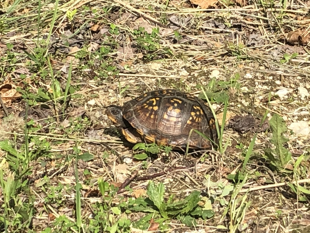 Eastern Box Turtle in May 2020 by Jordan Luff · iNaturalist