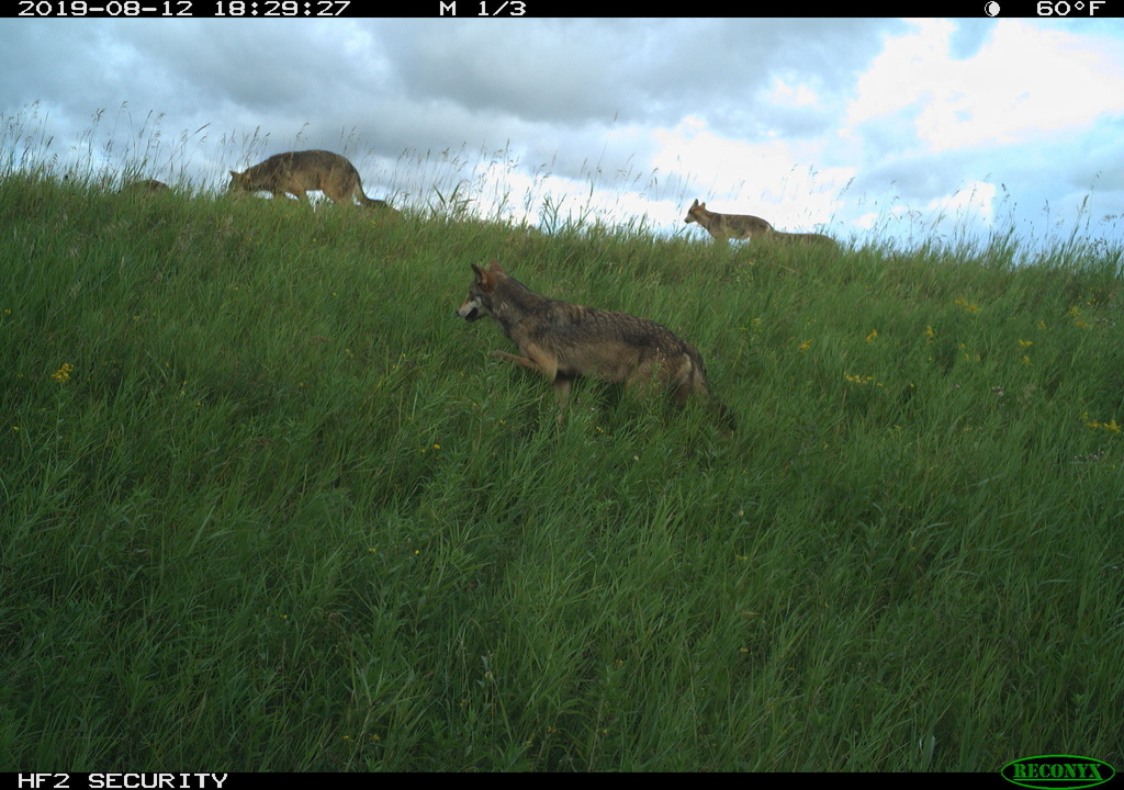 Gray Wolf in June 2020 by Ellen Peterson · iNaturalist