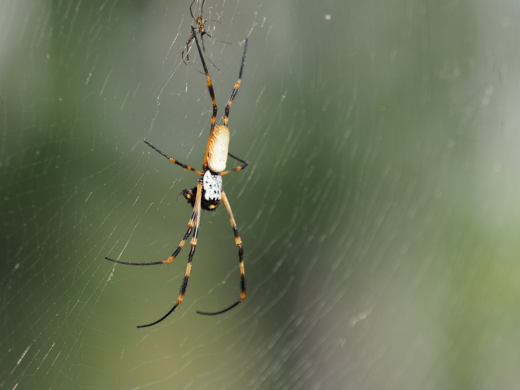 Tiger Spider from East Arnhem NT 0822, Australia on June 09, 2020 at 01 ...