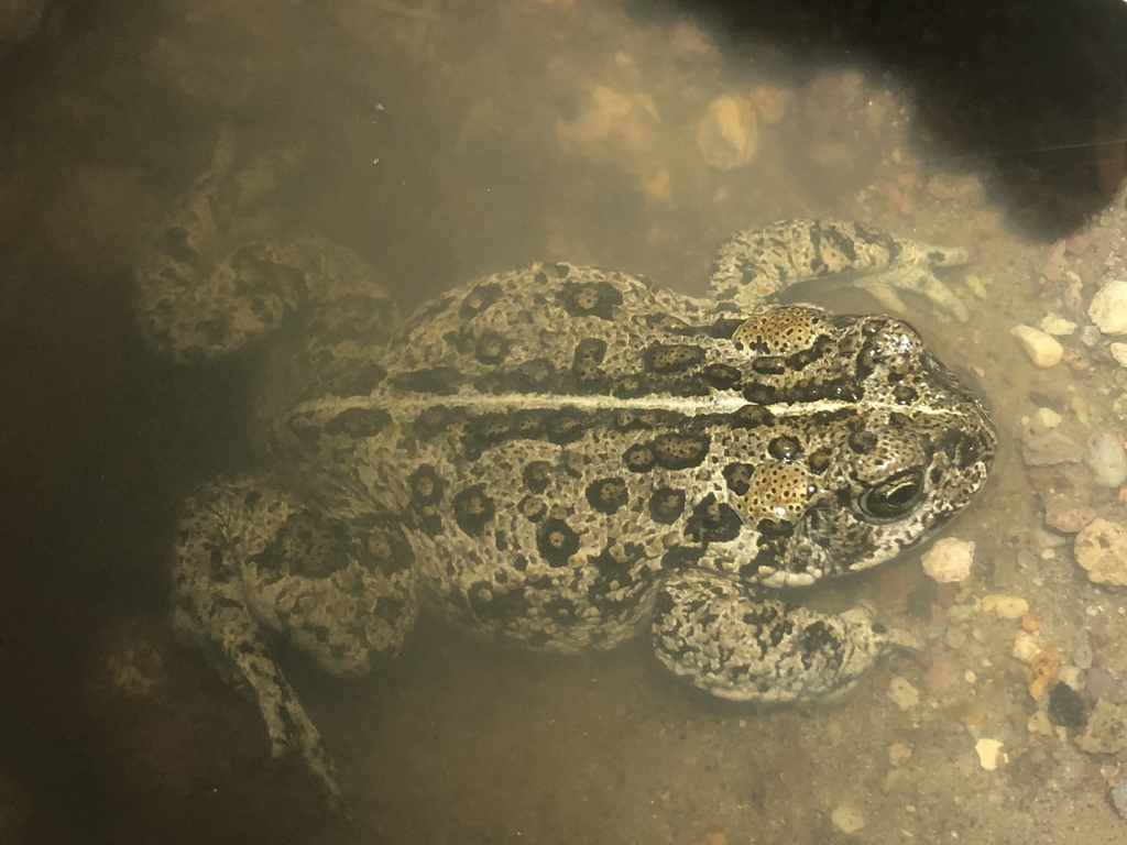 Hot Creek Toad in June 2020 by mike_rochford. Newly-described species ...