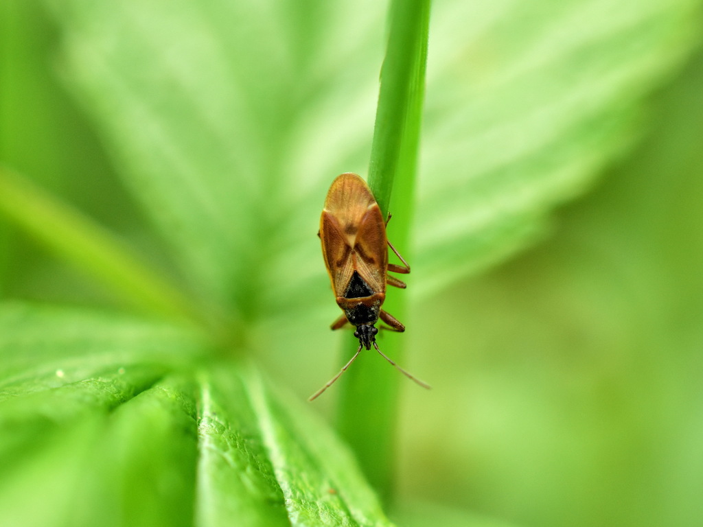 Spruce Cone Bug from Jáchymov, Czechia on June 8, 2020 at 01:22 PM by ...