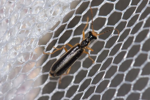 Asiopodabrus koryeoensis · iNaturalist