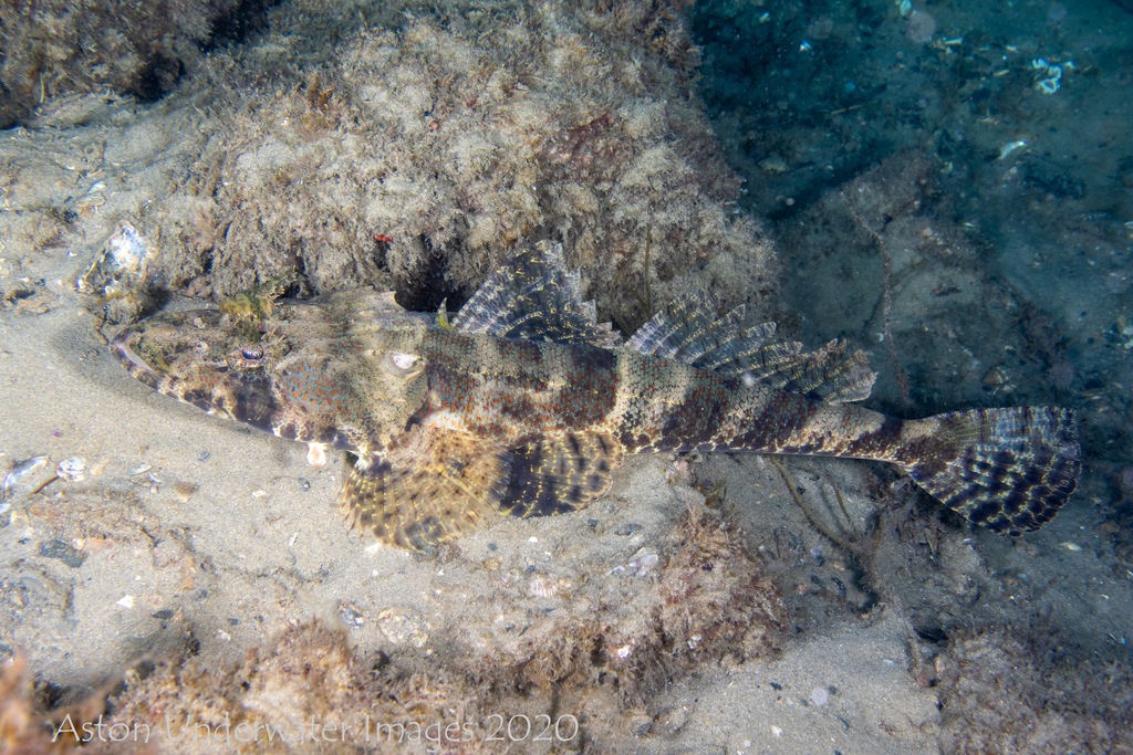 Fringe-eye Flathead from Gold Coast QLD, Australia on June 06, 2020 at ...