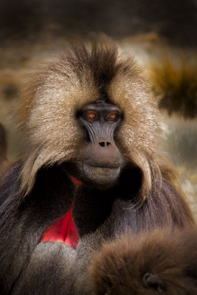 Gelada in March 2020 by Stefan Klein · iNaturalist