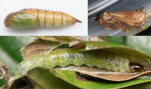 Homona eductana (Common Caterpillars of Hong Kong) · iNaturalist