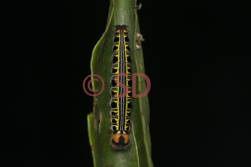Branded Orange Awlet (Common Caterpillars of Hong Kong) · iNaturalist